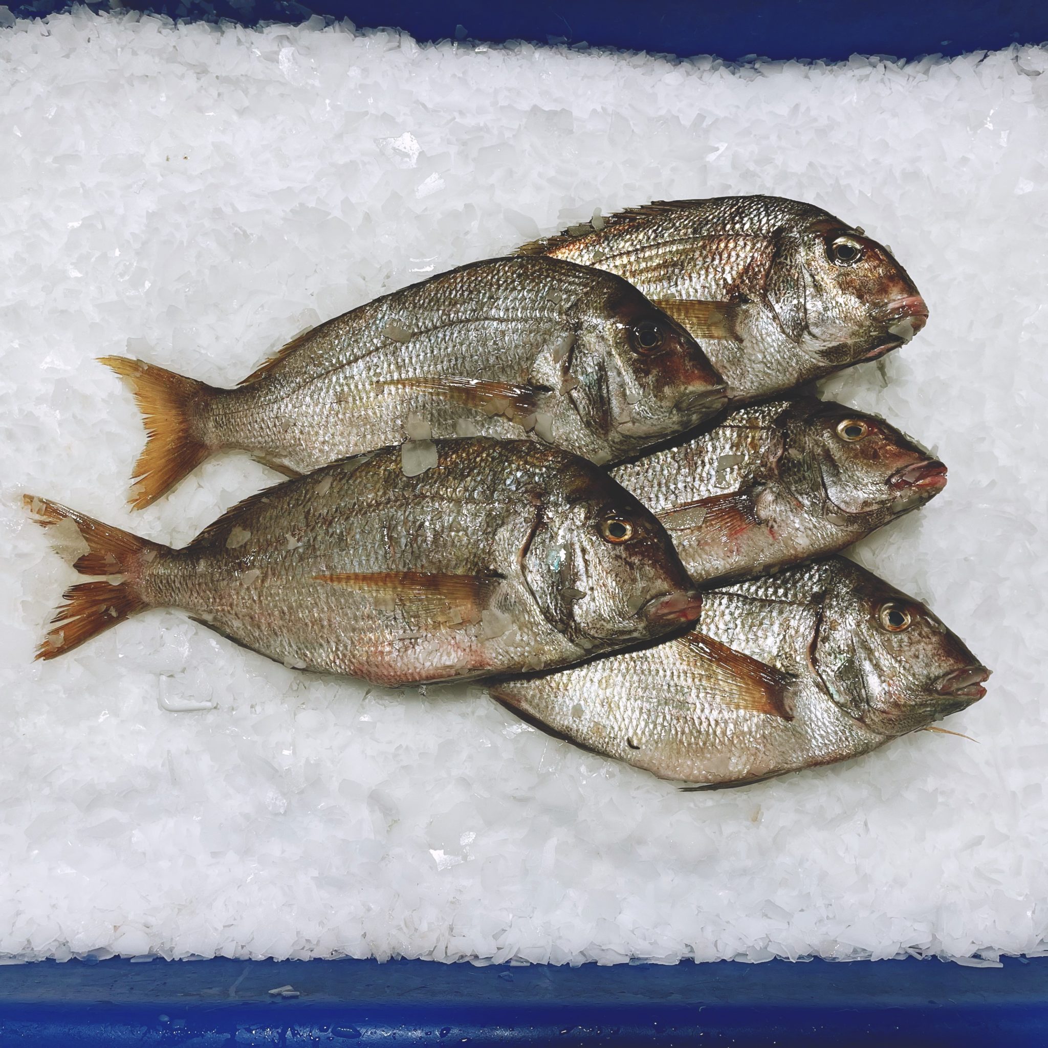 Seafood Wholesale Products - Fresh & Frozen Seafood - NJ & NYC